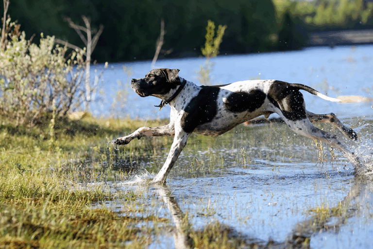 Chien de chasse : le guide parfait pour bien choisir la race de chien ...